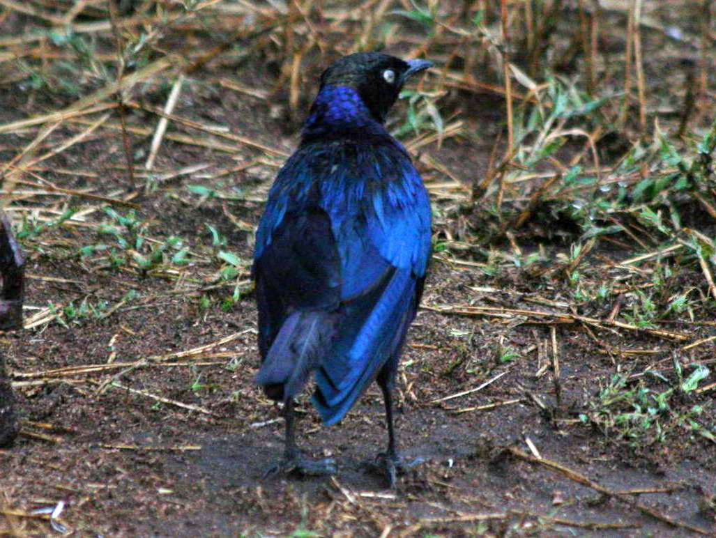 Birds of The World: Starlings (Sturnidae)